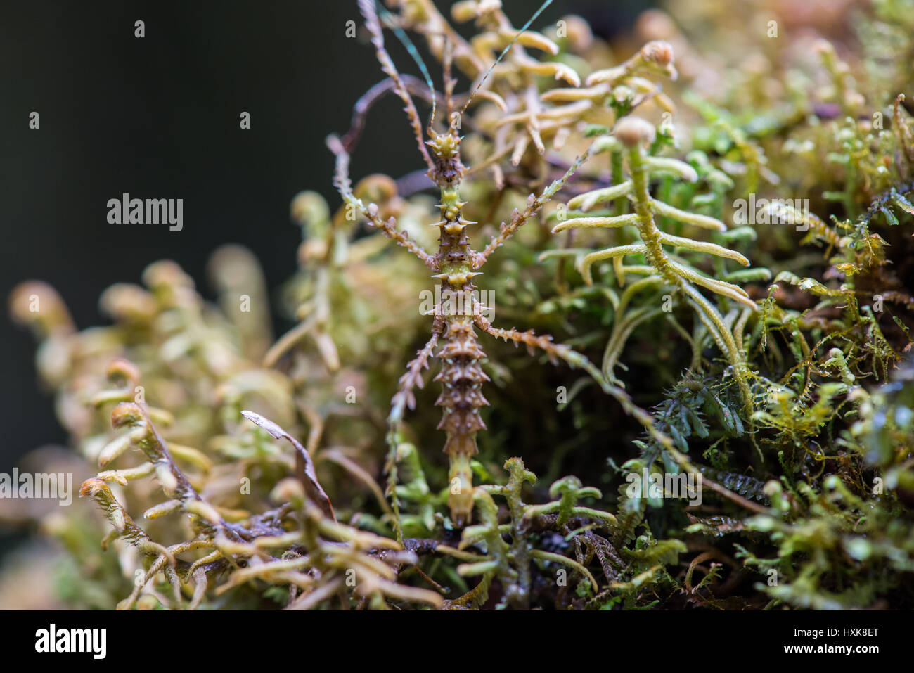 A spiky insect camouflages among moss in Andean cloud forest. Northern ...