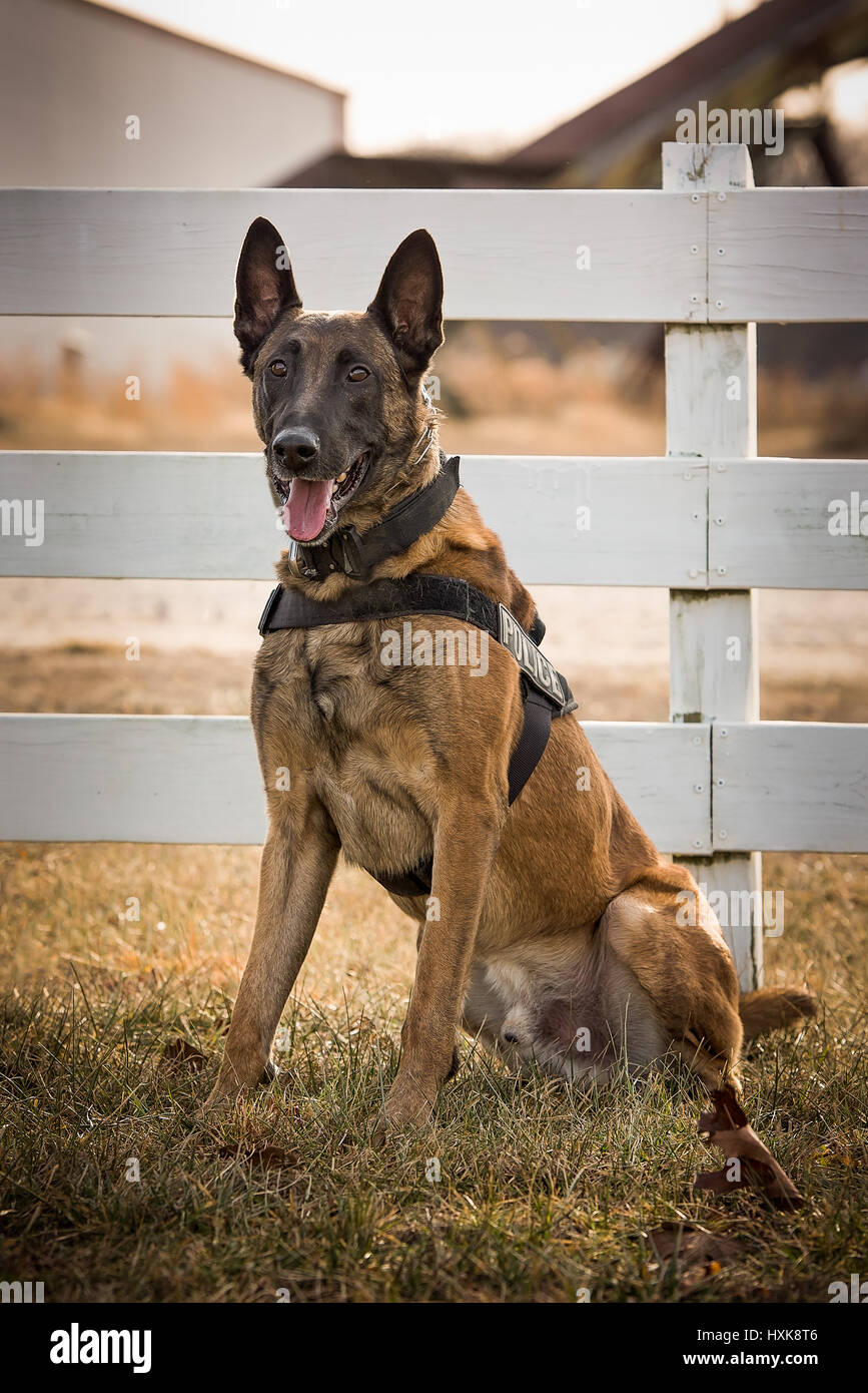 Belgian malinois hi-res stock photography and images - Alamy