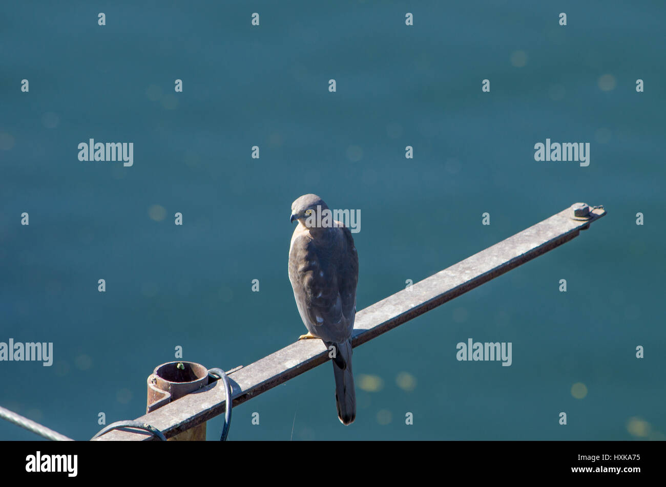 the hawk gray a bird of family of hawk sits and looks Stock Photo - Alamy