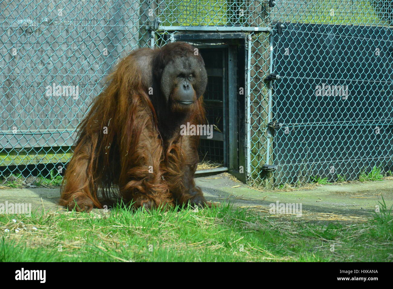 A monkey in a monkey rescue centre in the UK Stock Photo - Alamy
