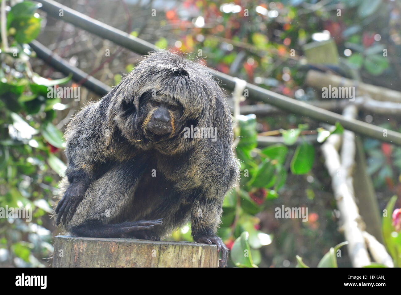 Monkey world rescue centre hi-res stock photography and images - Alamy