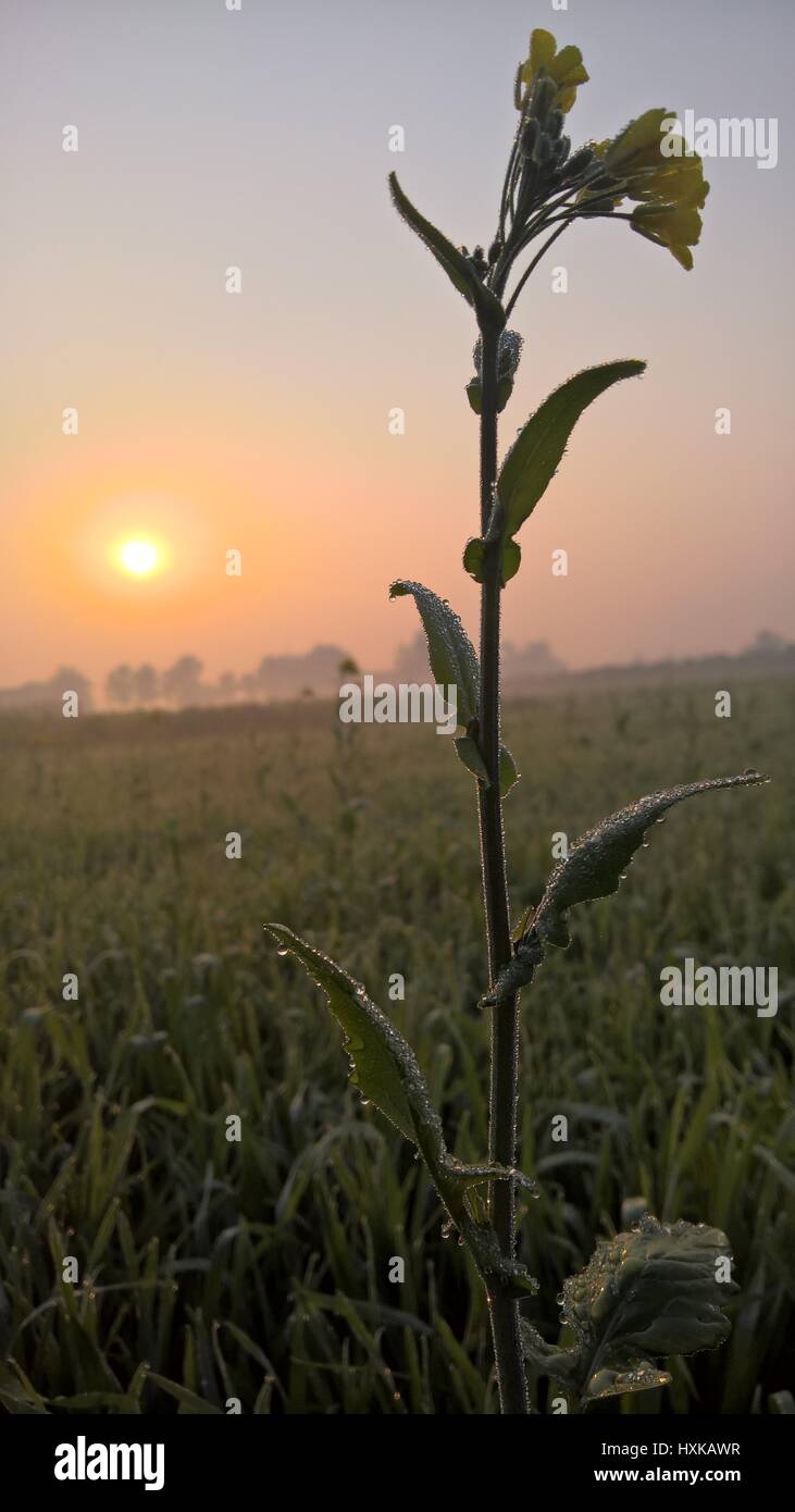 Sun shine hi-res stock photography and images - Alamy
