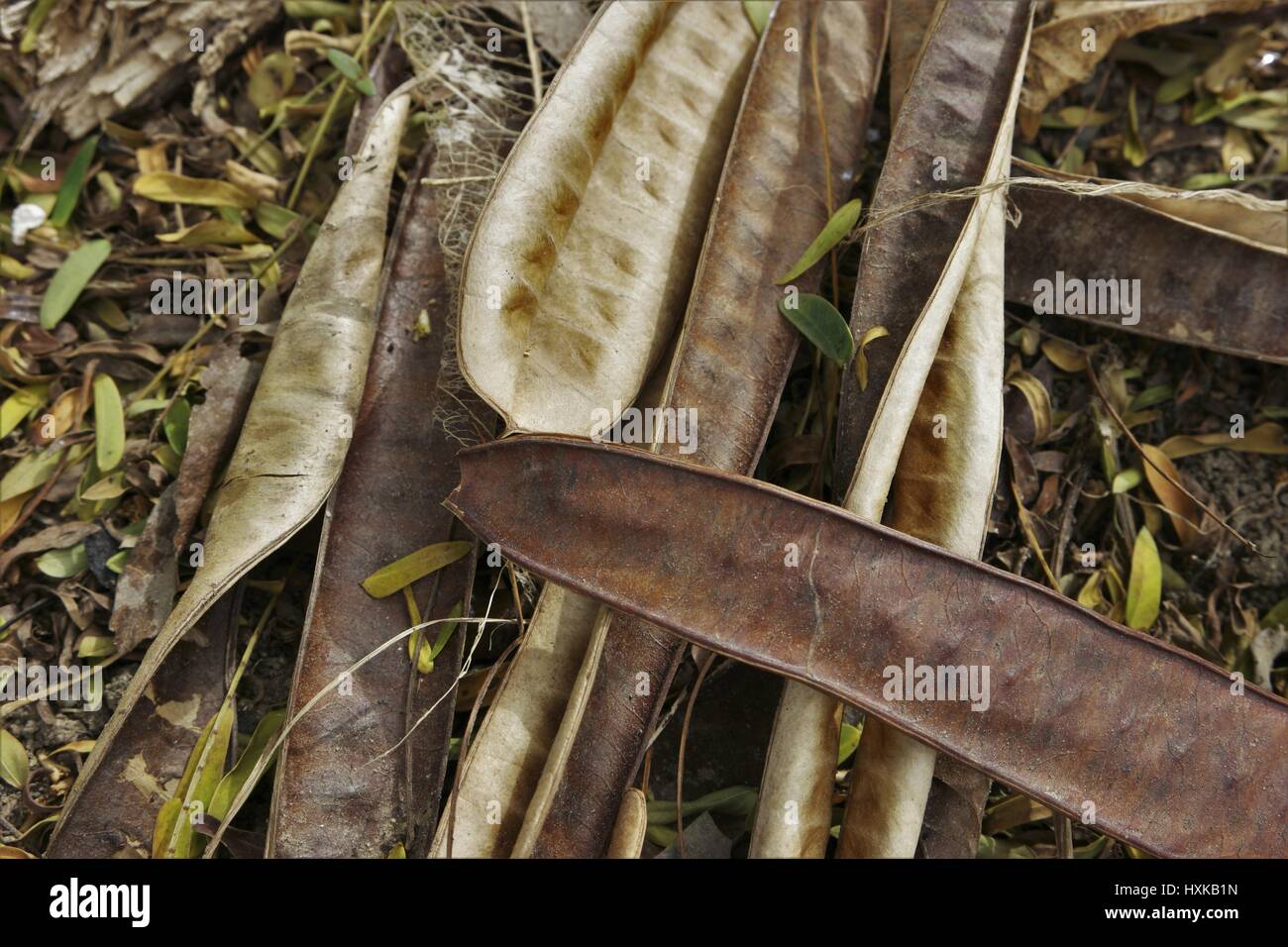 Dry pods on the garden floor Stock Photo - Alamy