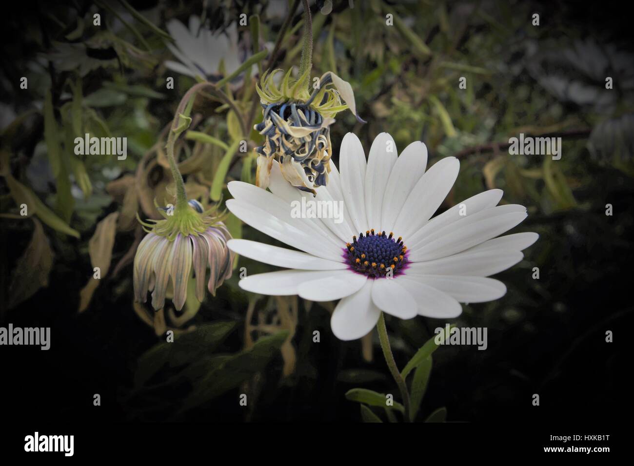 Wild white margarita Stock Photo - Alamy