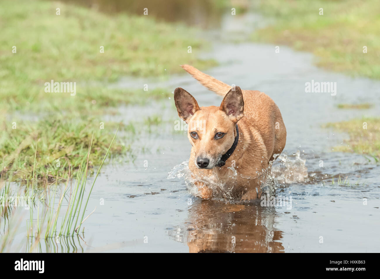 playful dog running through water Stock Photo - Alamy