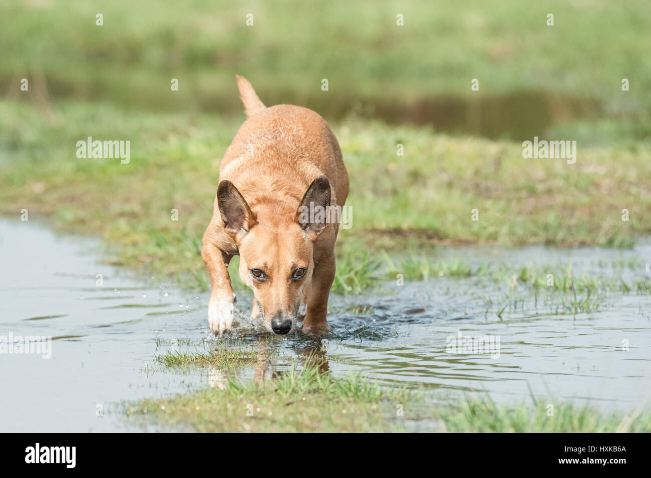 Sniffing the trail hi-res stock photography and images - Alamy