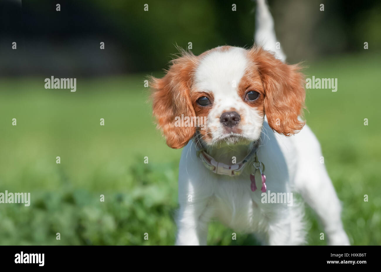 closeup of a playful spaniel puppy face Stock Photo - Alamy