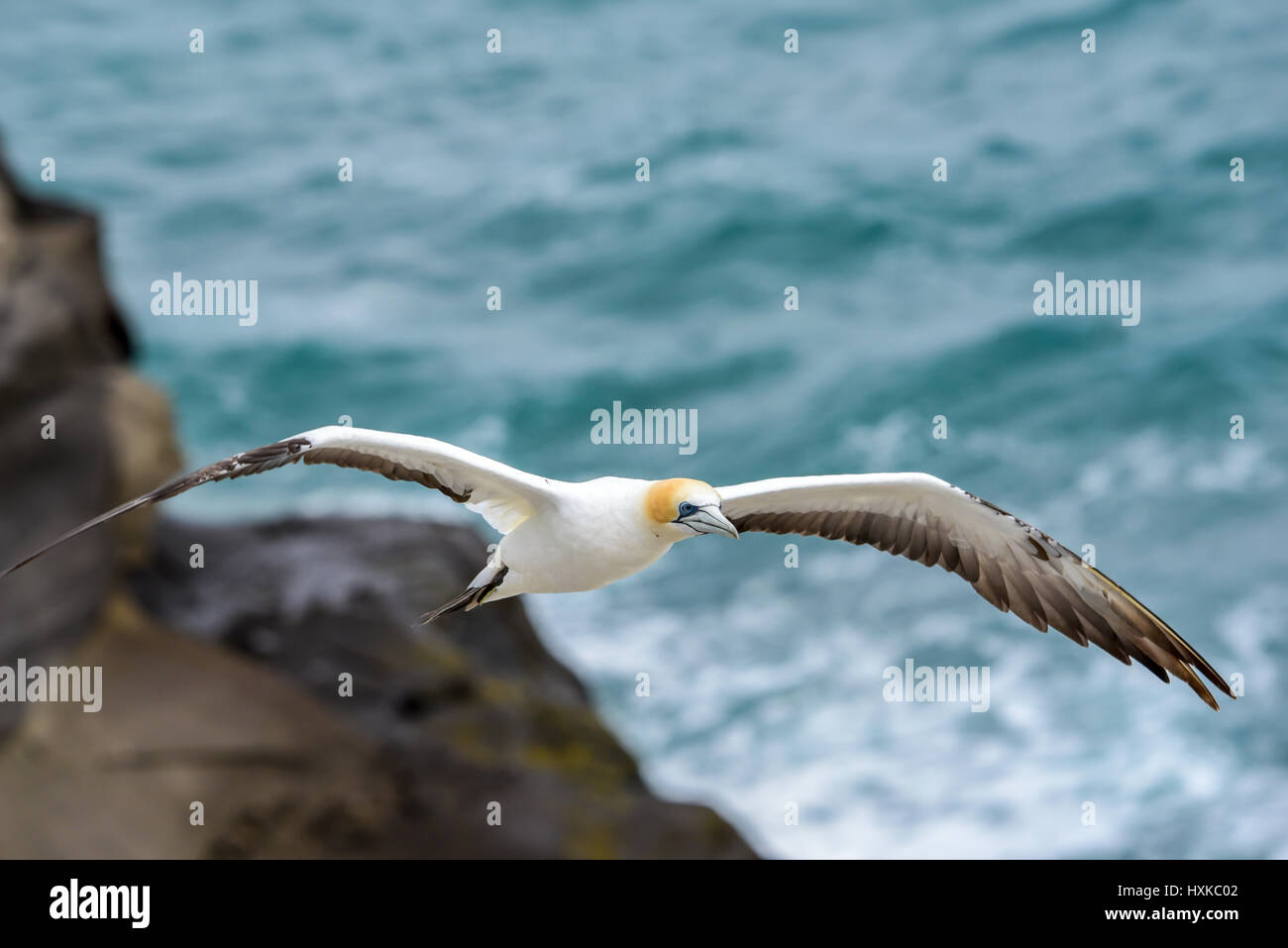 Closeup white gannet bird hi-res stock photography and images - Alamy