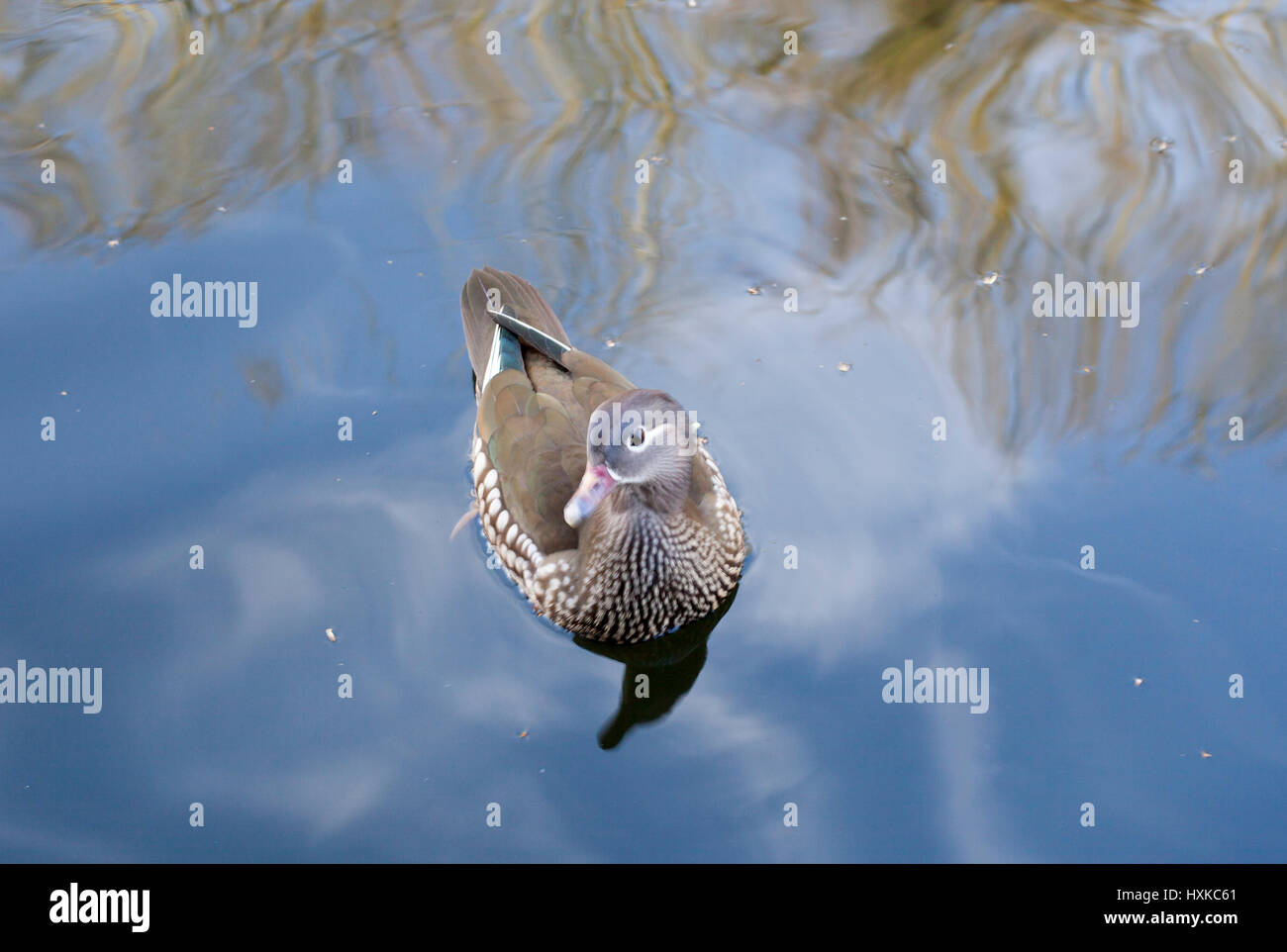 Female mandarin duck Stock Photo - Alamy