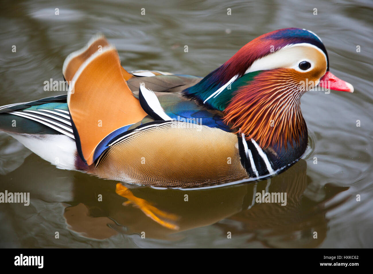 Mandarin Duck Nest High Resolution Stock Photography and Images - Alamy