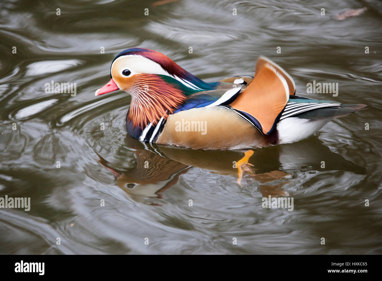 Mandarin duck isolated hi-res stock photography and images - Alamy