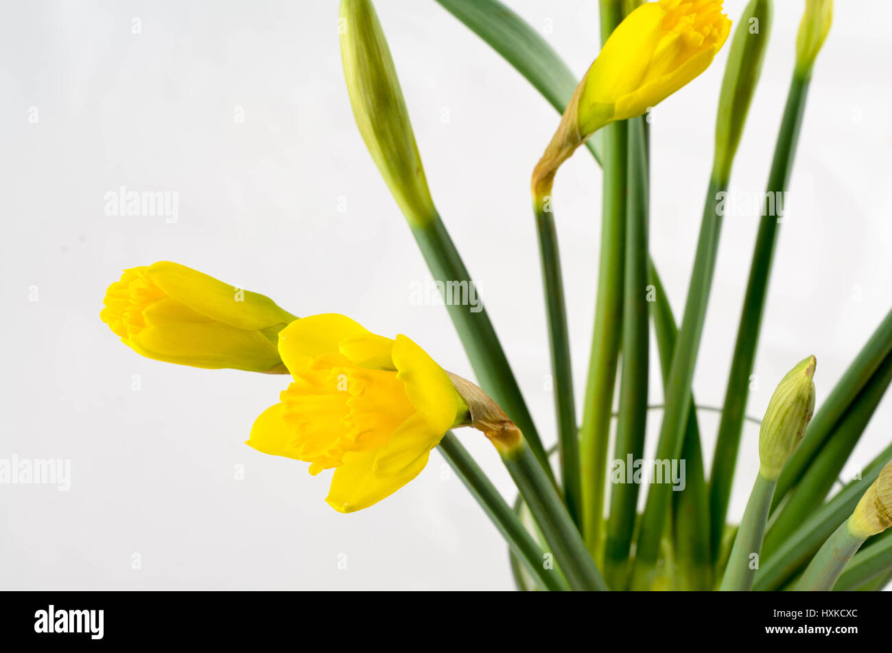 Narzissen gelb hi-res stock photography and images - Alamy