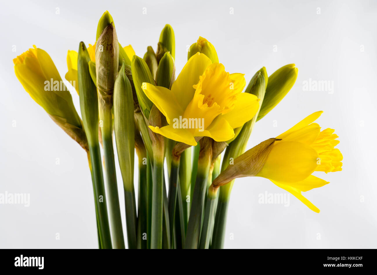 Narzissen hi-res stock photography and images - Alamy
