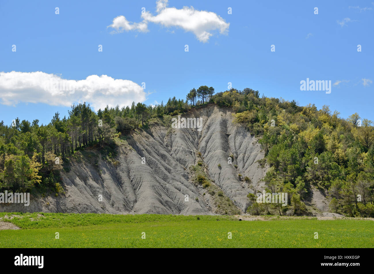 The schistose cliff is eroded and planted with pine woods in the ...