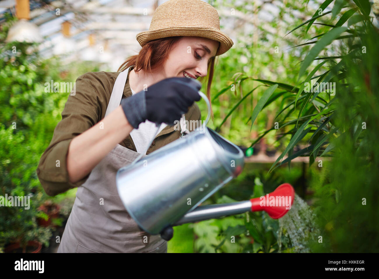 Female Gardener Working in Glasshouse Stock Photo - Alamy