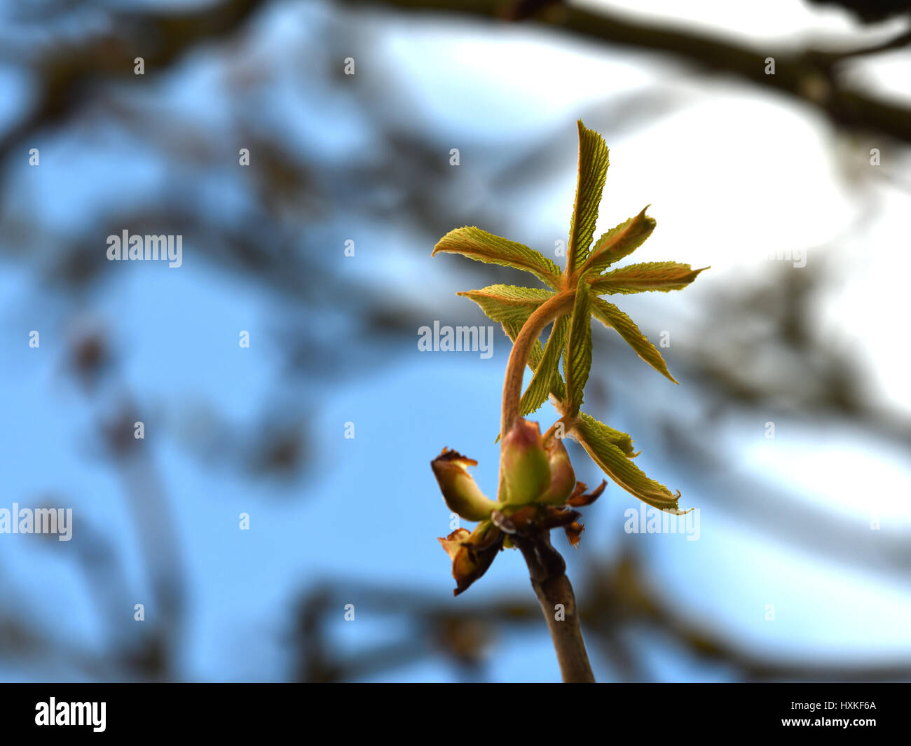 Leaves opening hi-res stock photography and images - Alamy