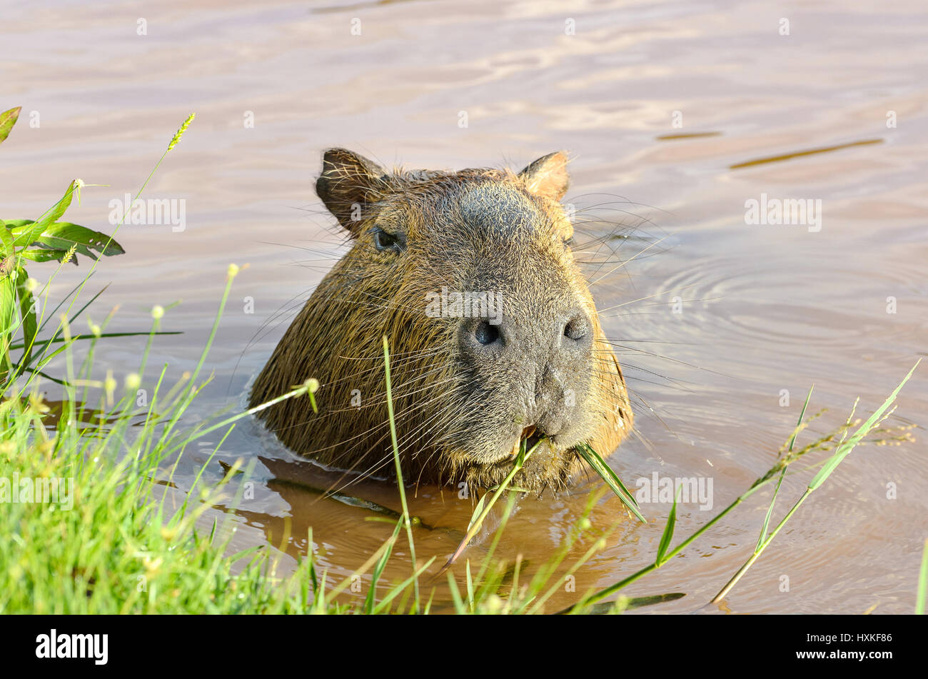 Wet capybara hi-res stock photography and images - Alamy