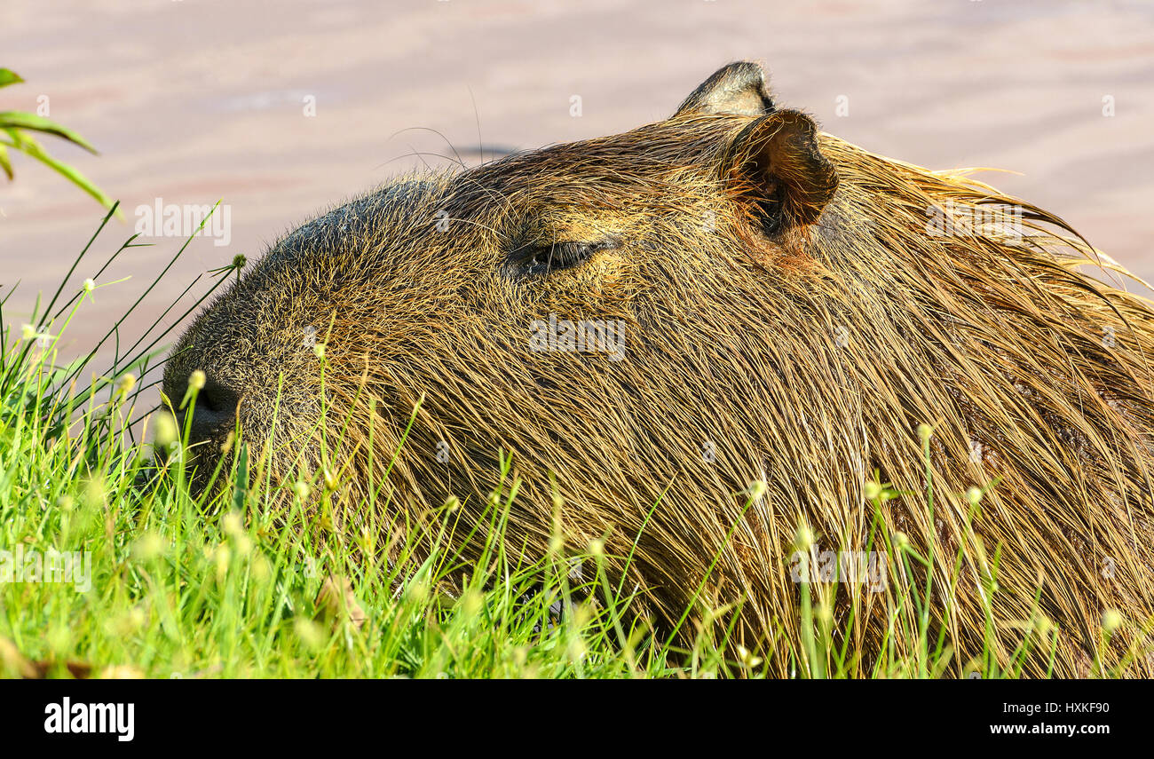 Wet capybara hi-res stock photography and images - Alamy