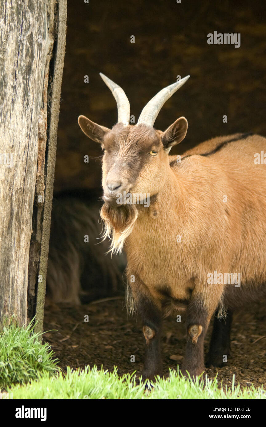 billy goat undercover in a farmyard shelter Stock Photo - Alamy