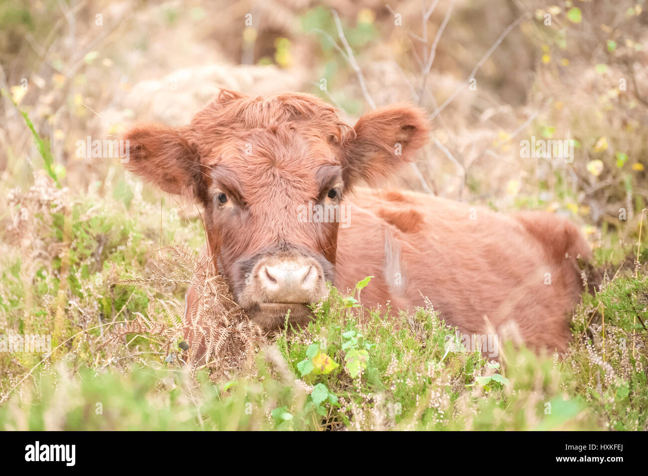 young female calf in a pasture of autumn foliage Stock Photo - Alamy