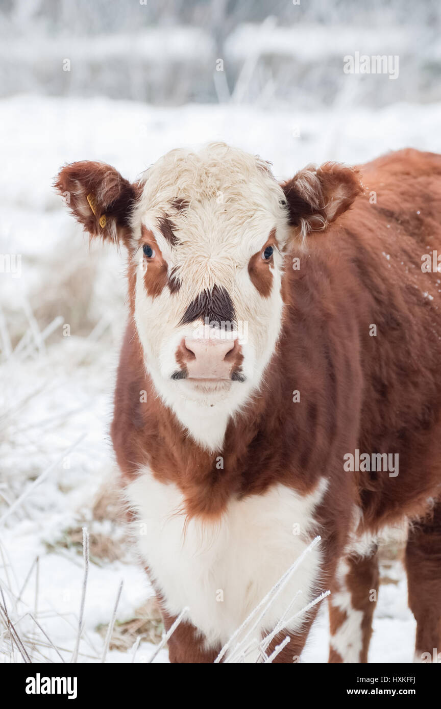 Young female cow in hi-res stock photography and images - Alamy