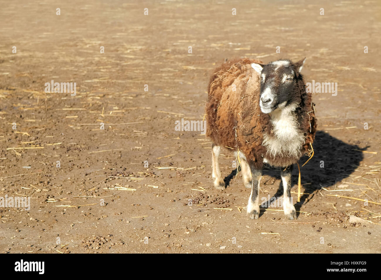 single sheep in a farmyard with space for text Stock Photo - Alamy