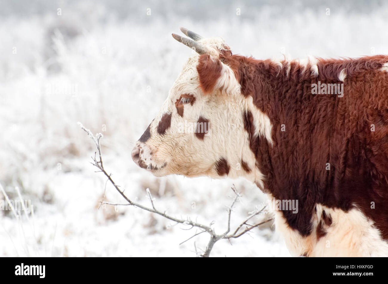 young bull in a snow covered field Stock Photo - Alamy