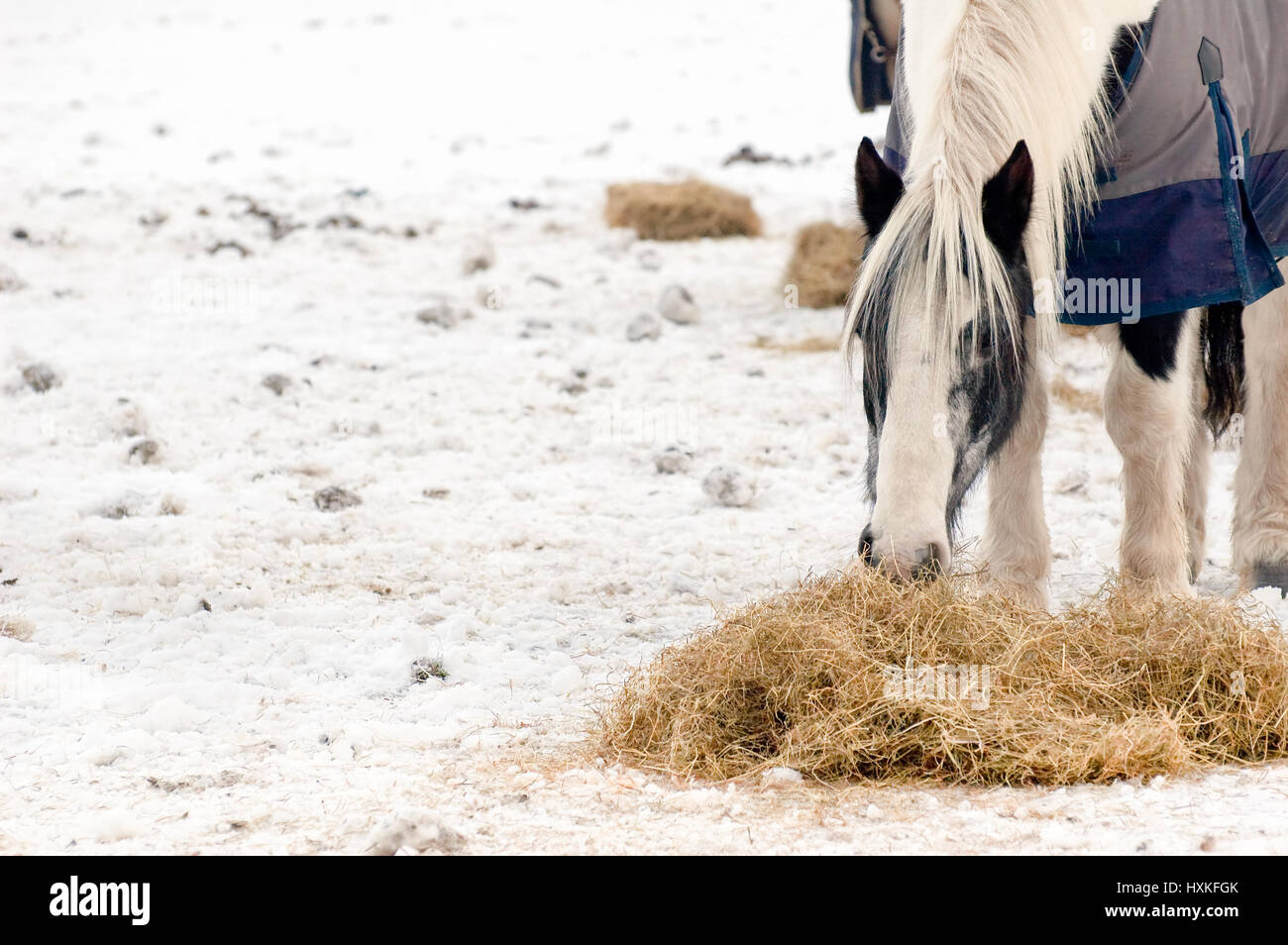 Covered paddock hi-res stock photography and images - Alamy