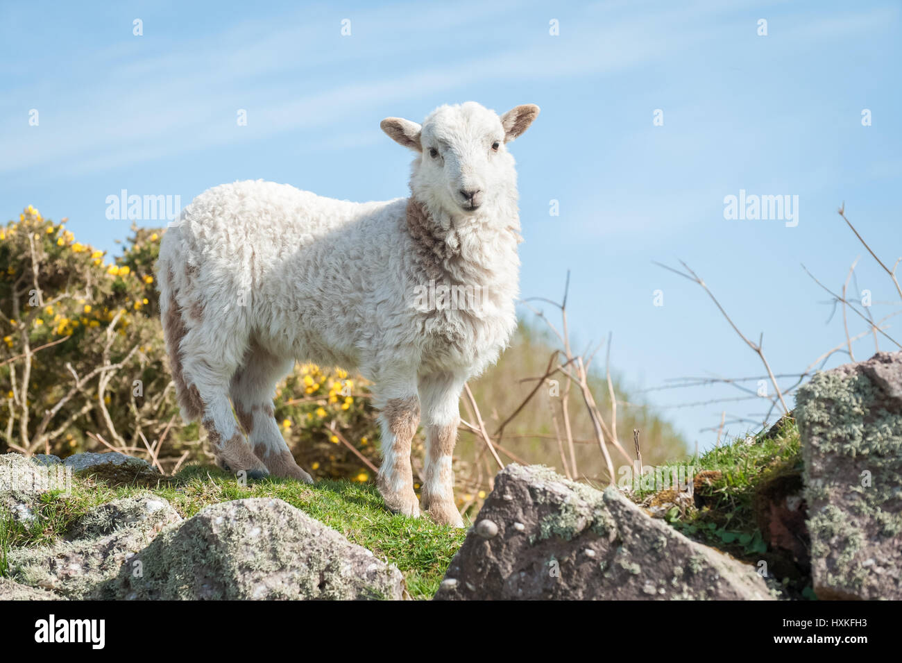 beautiful springtime lamb standing on a stone wall Stock Photo - Alamy