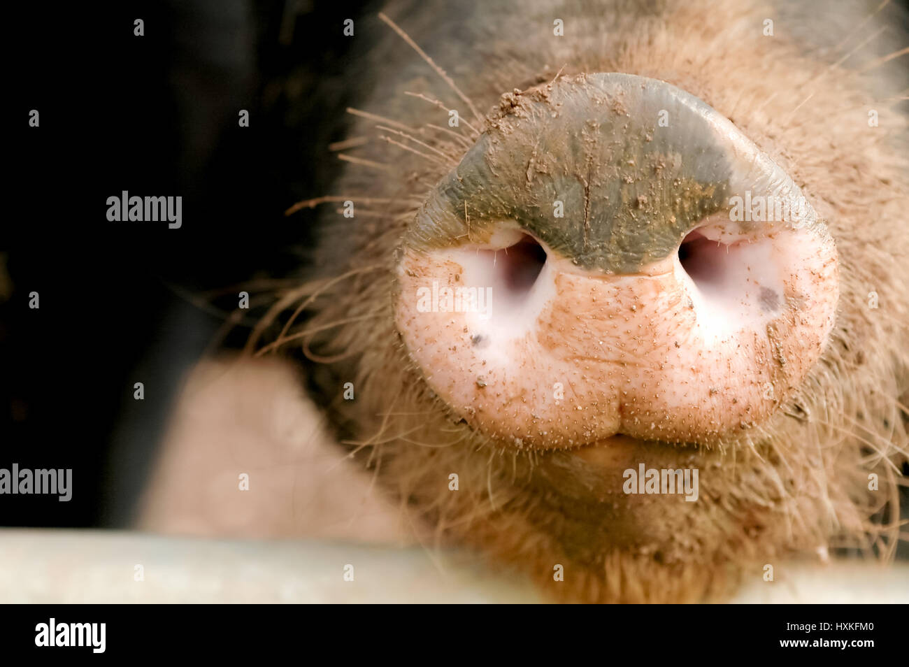muddy pig snout close-up Stock Photo - Alamy