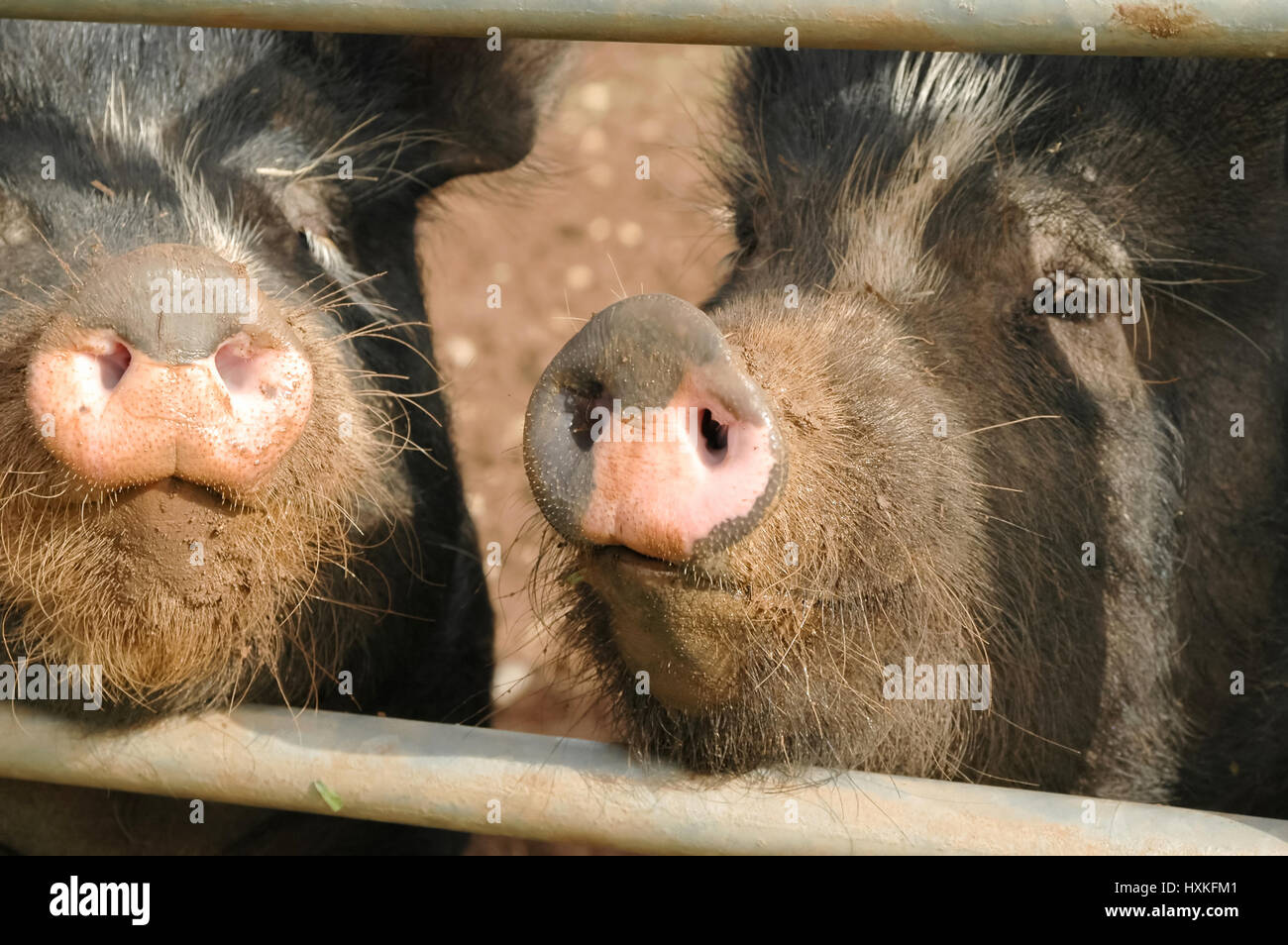 Muddy pigs pig sty hi-res stock photography and images - Alamy
