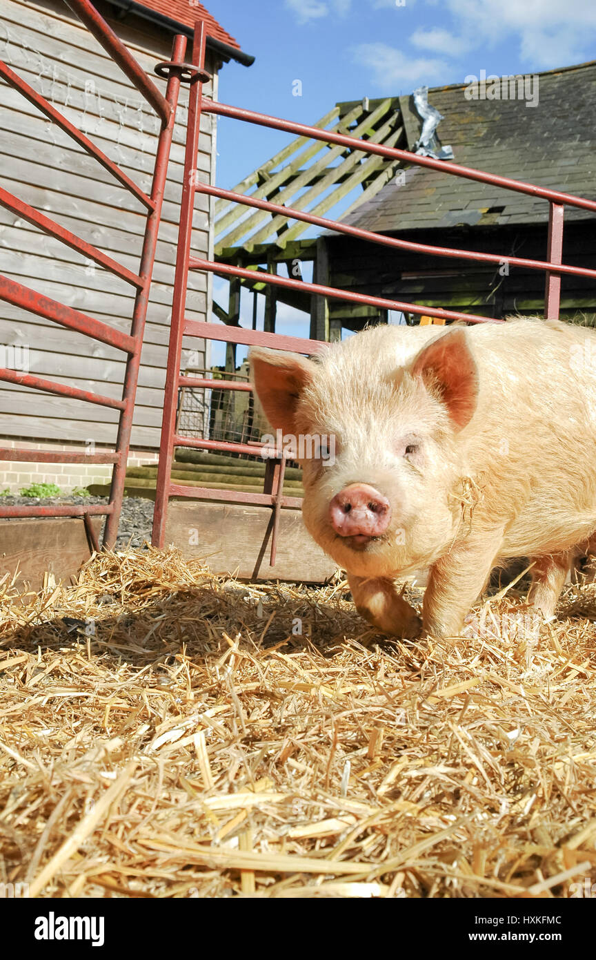 Pig Stys High Resolution Stock Photography and Images - Alamy