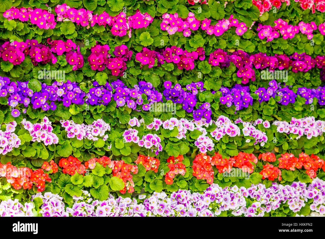 spring flowers. flowers background Stock Photo - Alamy