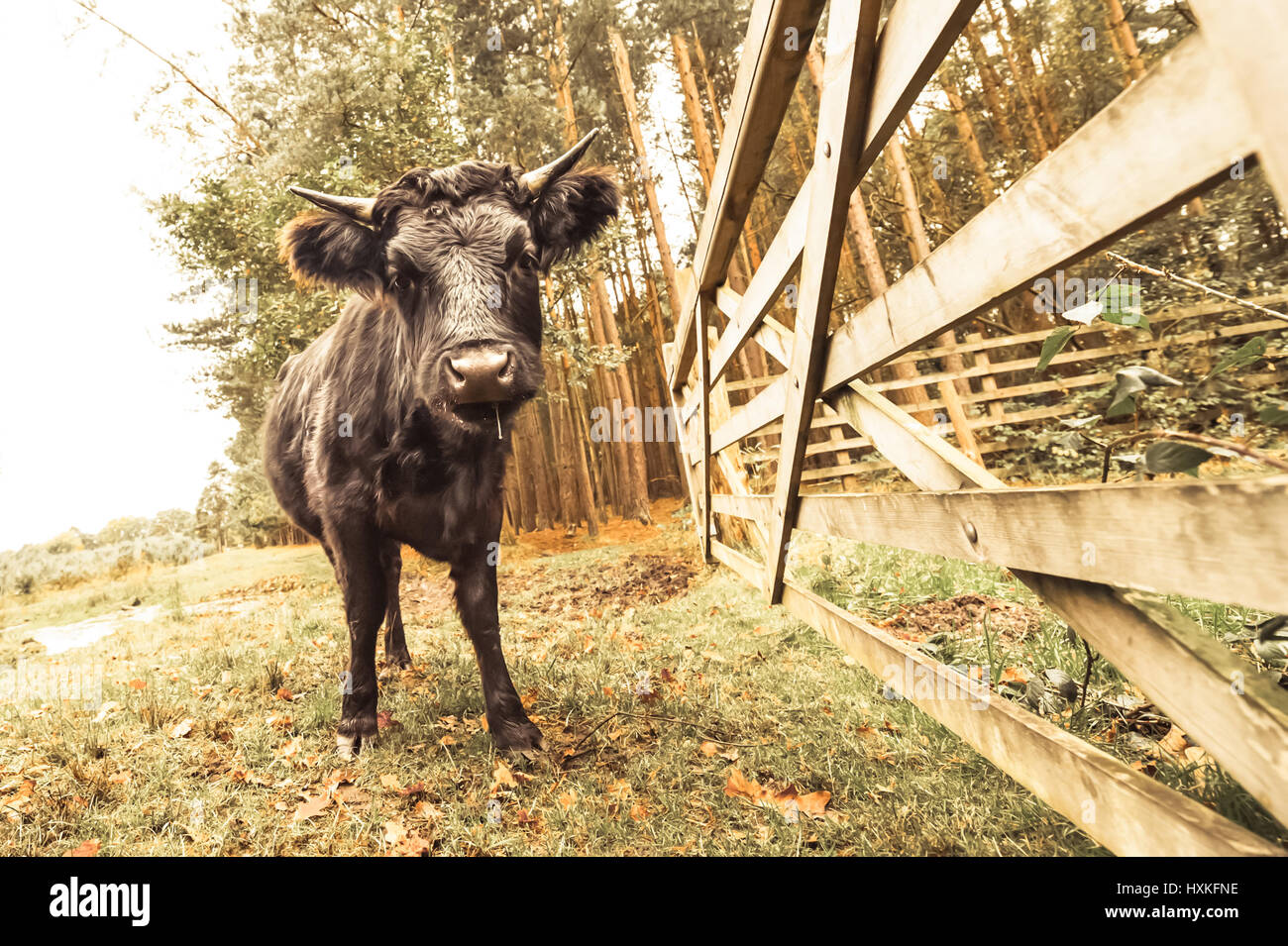 Drooling cow hi-res stock photography and images - Alamy