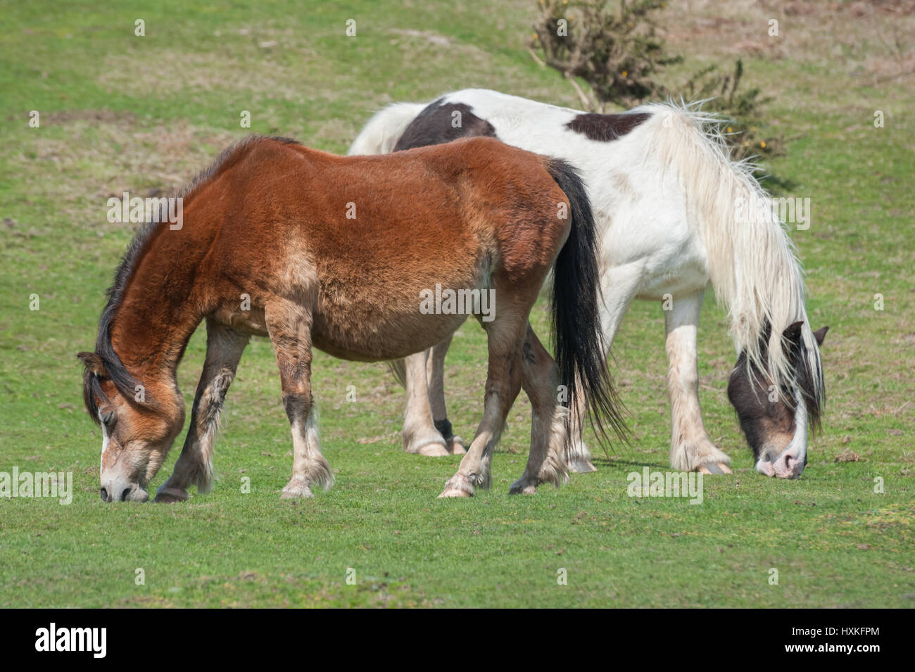 two free roaming welsh ponies grazing on moorland Stock Photo - Alamy