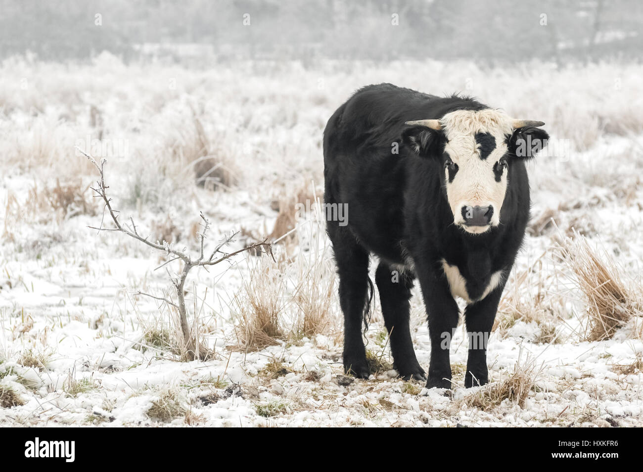young bull in a snow covered field Stock Photo - Alamy