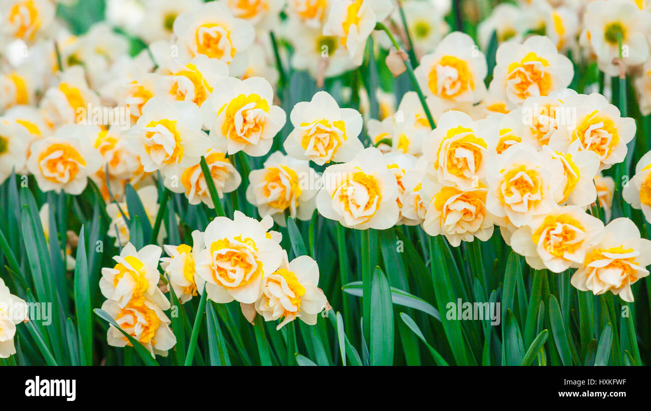 Narcissus flowers in garden. Beautiful Spring Flowers Stock Photo - Alamy