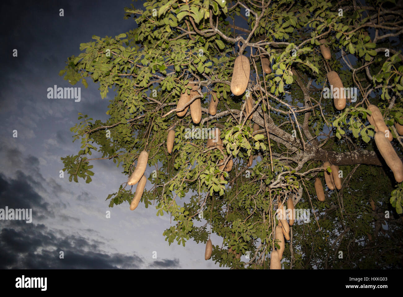Sausage Tree (Kigelia africana Stock Photo - Alamy