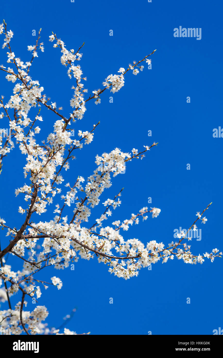 spring background. Spring blossom background Stock Photo - Alamy
