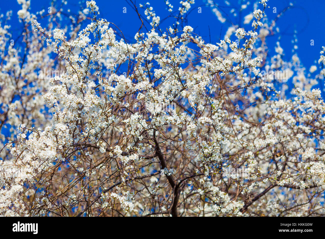 Spring blossom background. spring flowers Stock Photo - Alamy