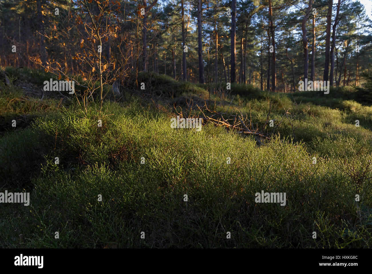 Spring hiking in woods hi-res stock photography and images - Alamy