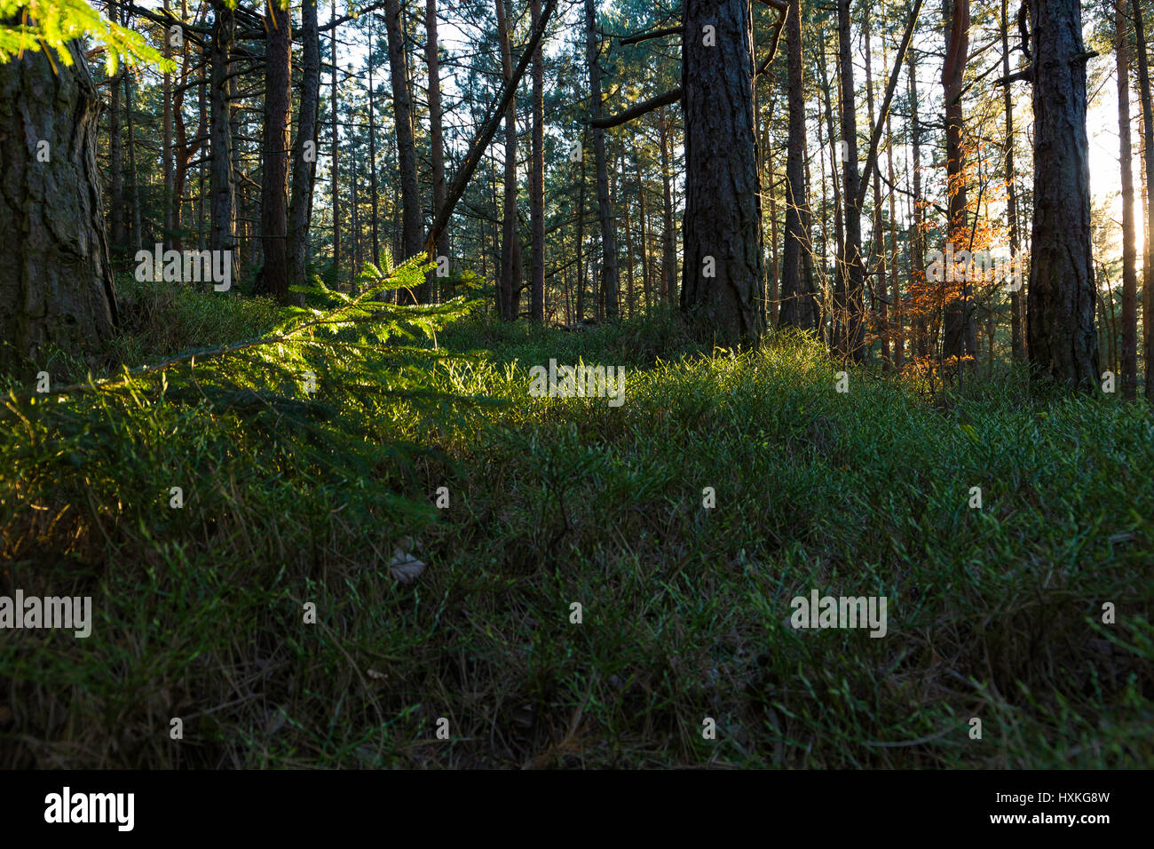 Spring hiking in woods hi-res stock photography and images - Alamy
