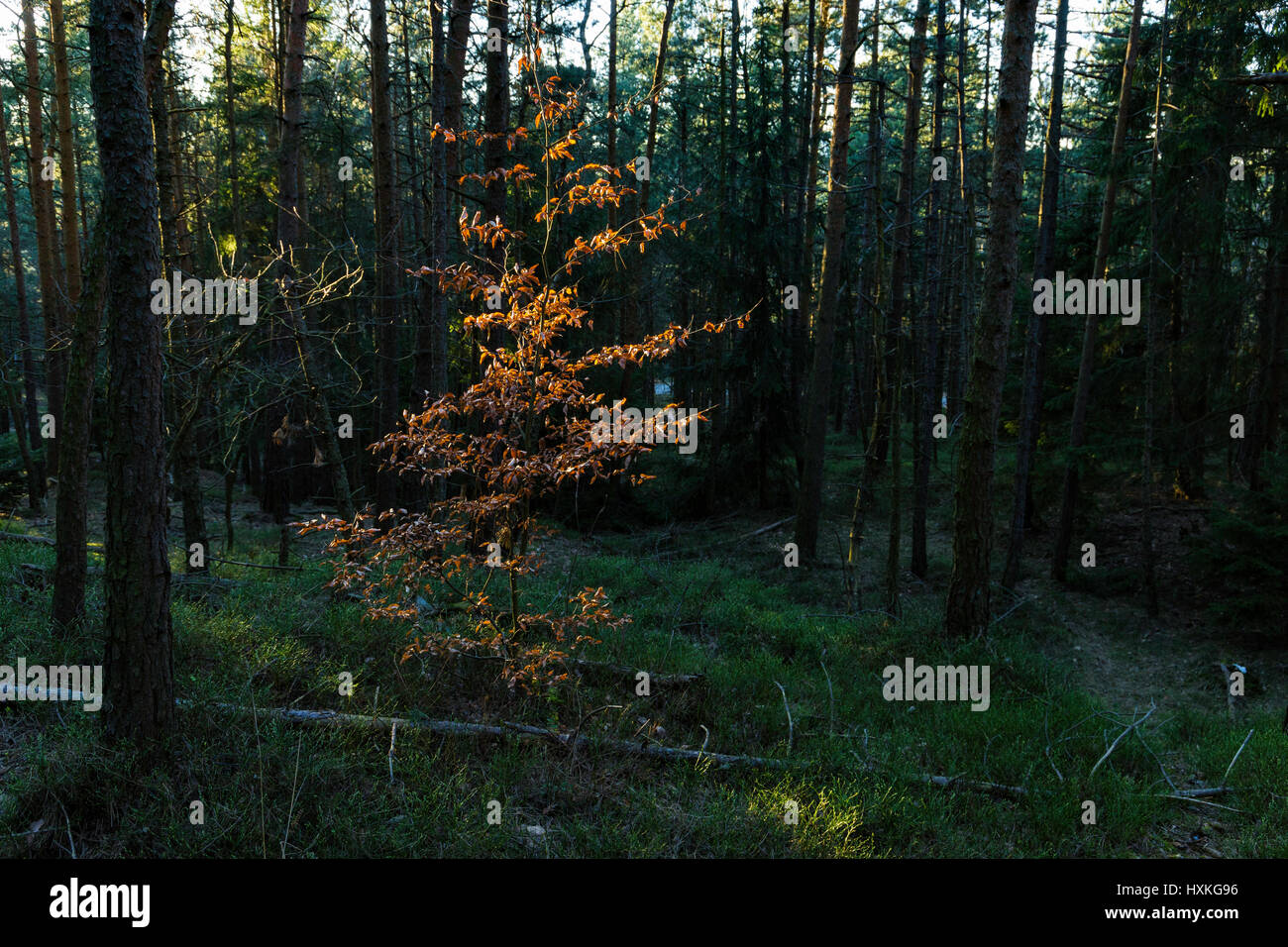 Early spring in the forest Stock Photo - Alamy