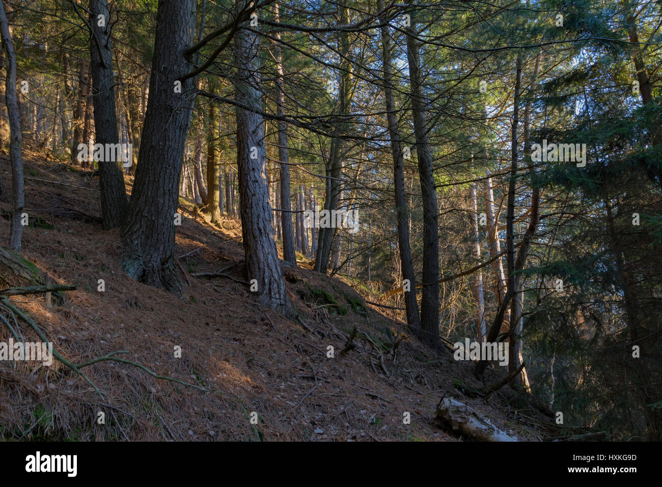Early spring in the forest Stock Photo - Alamy