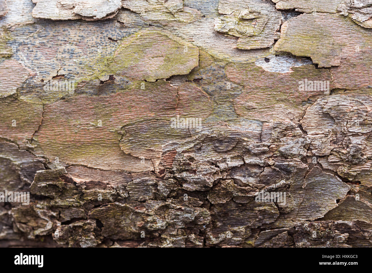 Chipped bark hi-res stock photography and images - Alamy