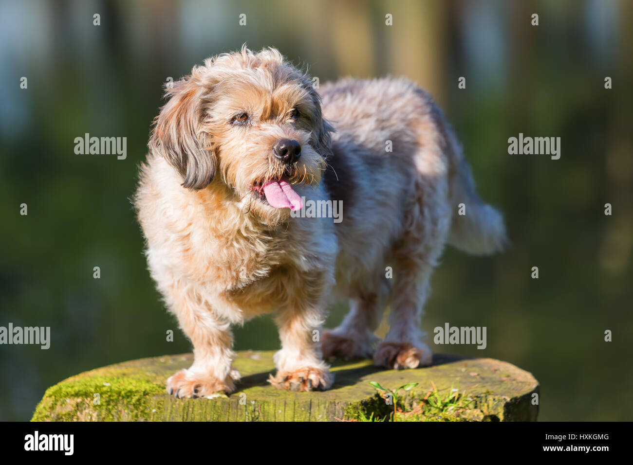 outdoor portrait picture of a cute older dog sitting on a tree stub ...