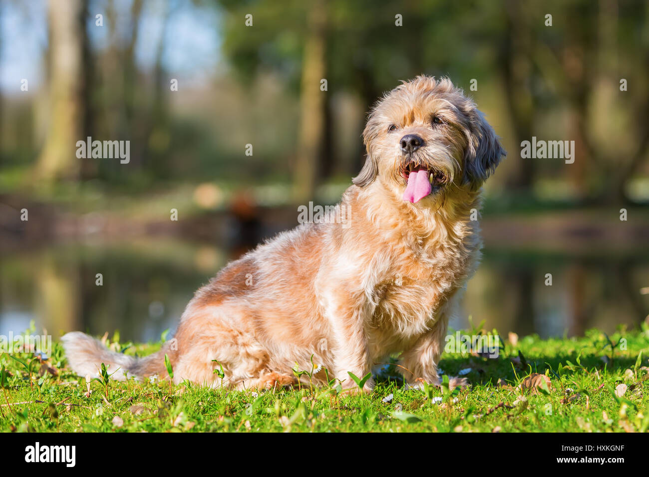 outdoor portrait picture of a cute older dog Stock Photo - Alamy