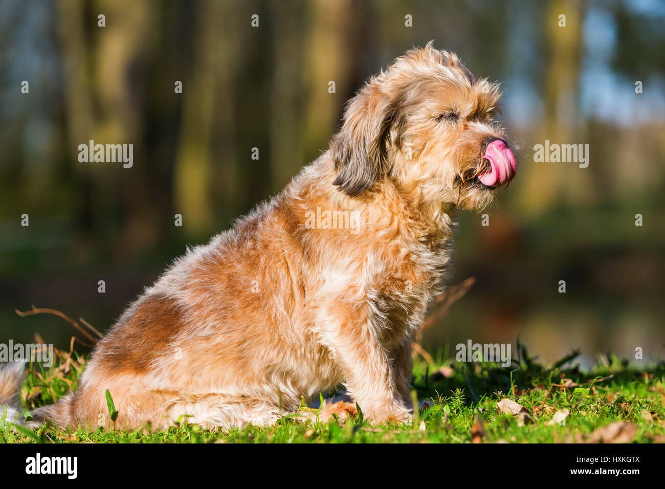 outdoor portrait picture of a cute older dog Stock Photo - Alamy