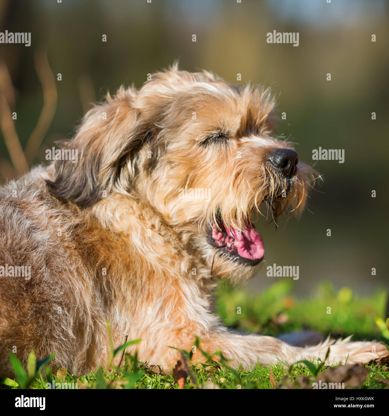cute older dog lies on the grass and yawns Stock Photo - Alamy
