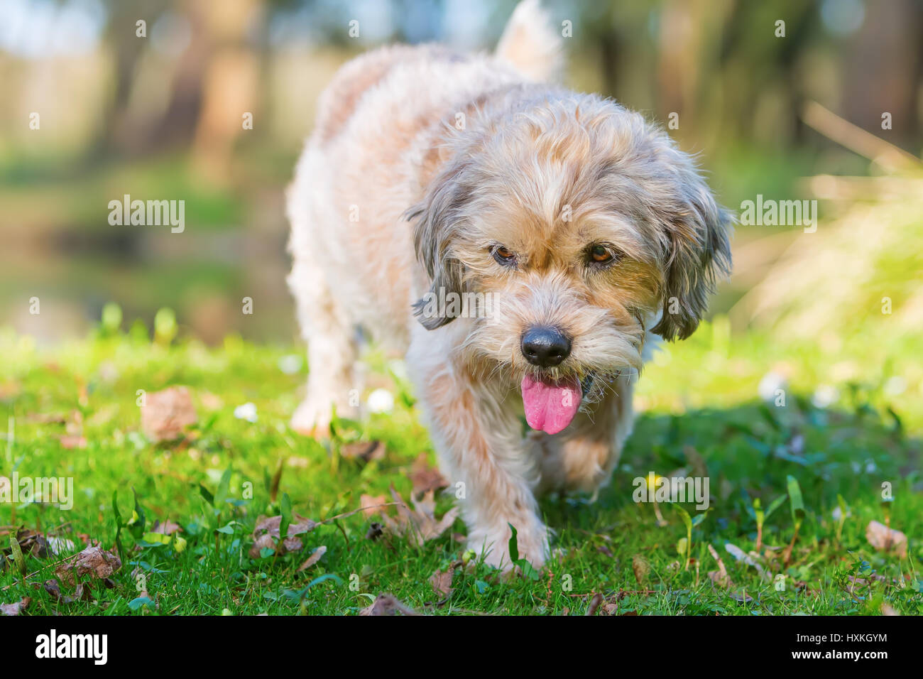 portrait picture of a cute older small dog outdoors Stock Photo - Alamy